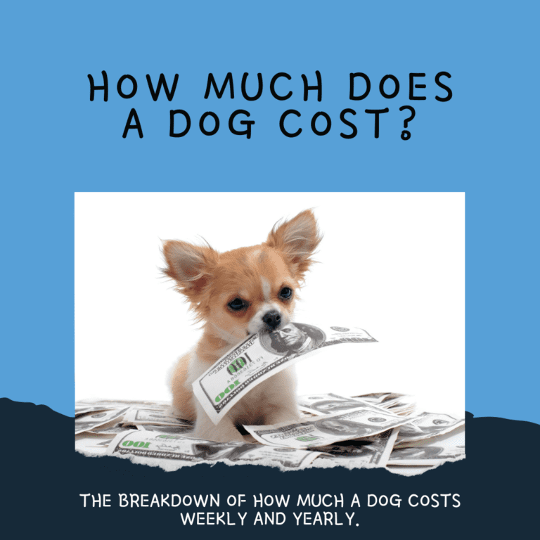 Encouragement Dog Meme